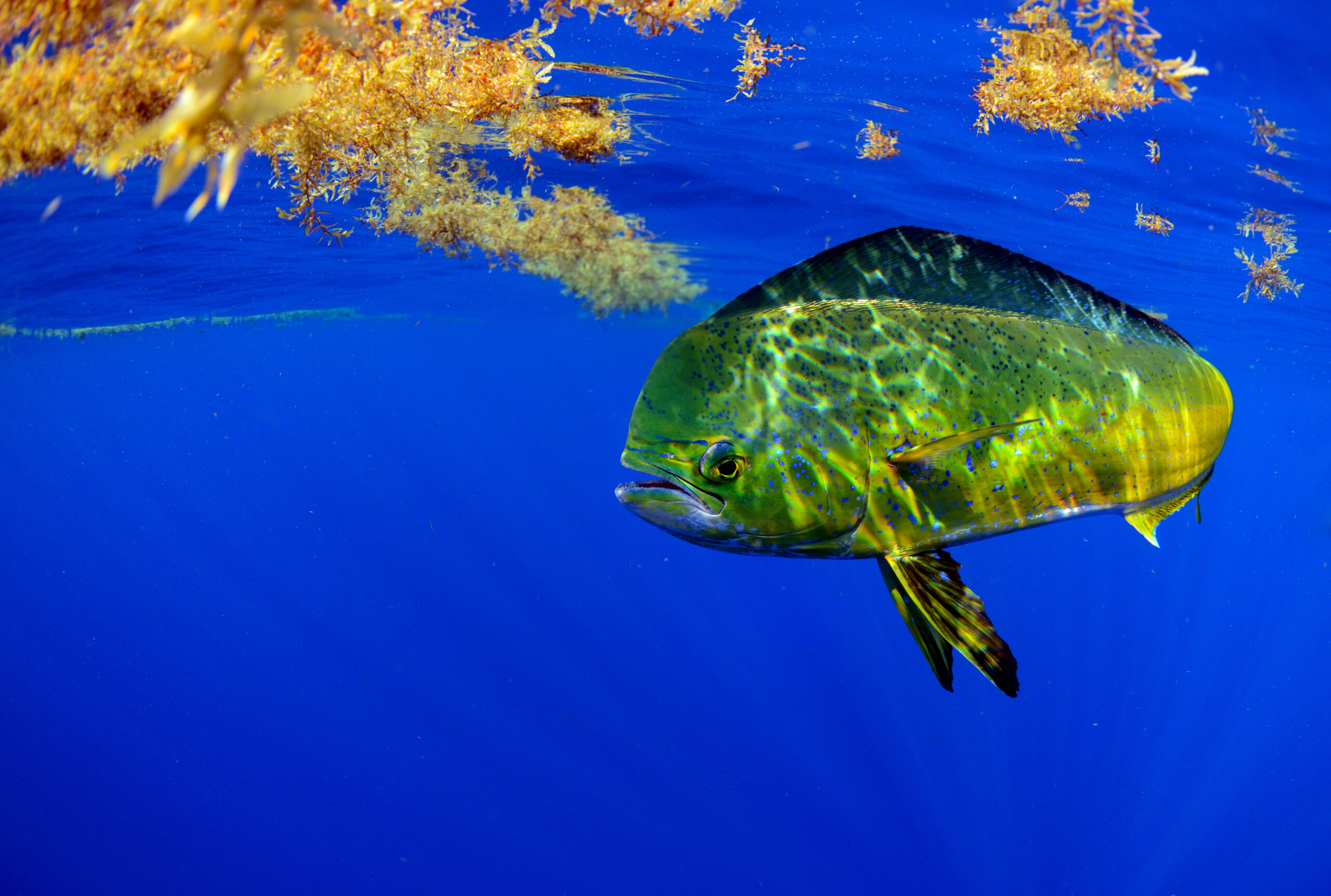 Hunt for South Florida’s Mahi Mania - Tide Bandits
